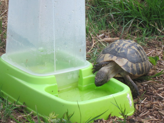 tortue qui boit réserve eau - Torturama